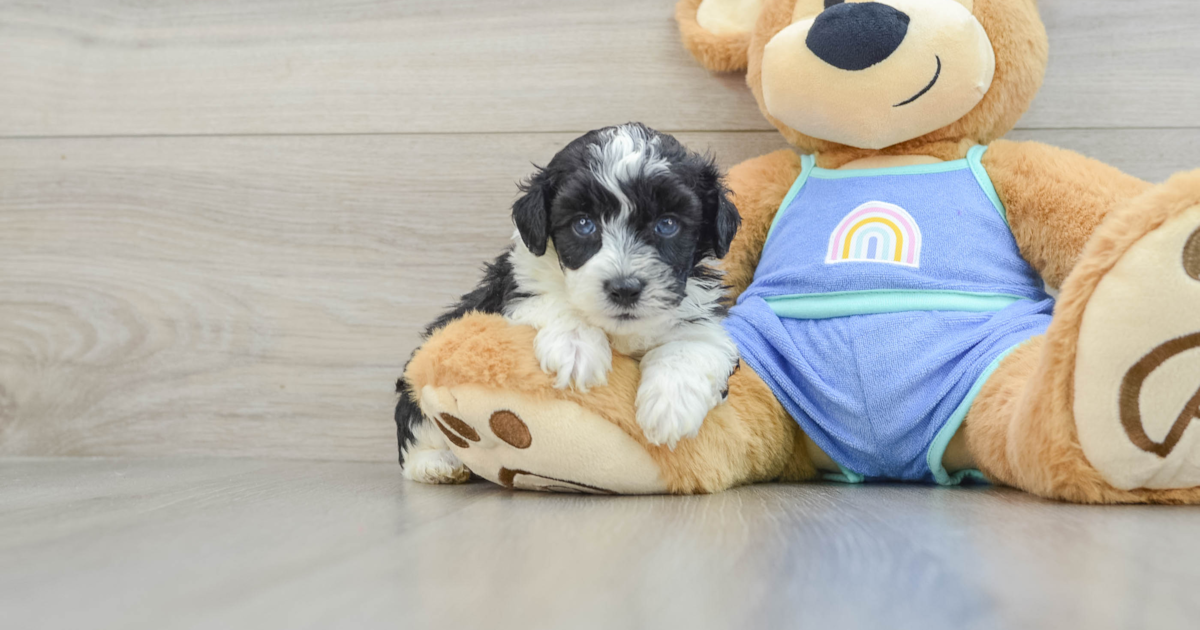Energetic Mini Aussiedoodle Gunner: 4lb 1oz Doodle Puppy