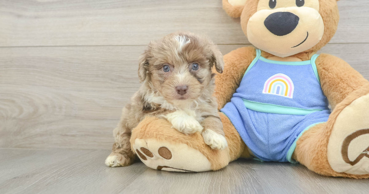 Popular Mini Aussiedoodle Gunner: 3lb 8oz Doodle Puppy