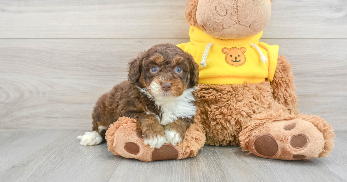 Playful Mini Aussiedoodle Hibiscus: 4lb 10oz Doodle Puppy