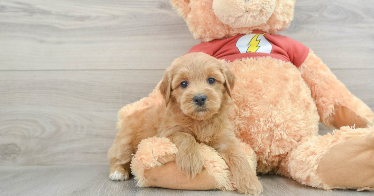 Playful Mini Aussiedoodle Hollis: 5lb 7oz Doodle Puppy