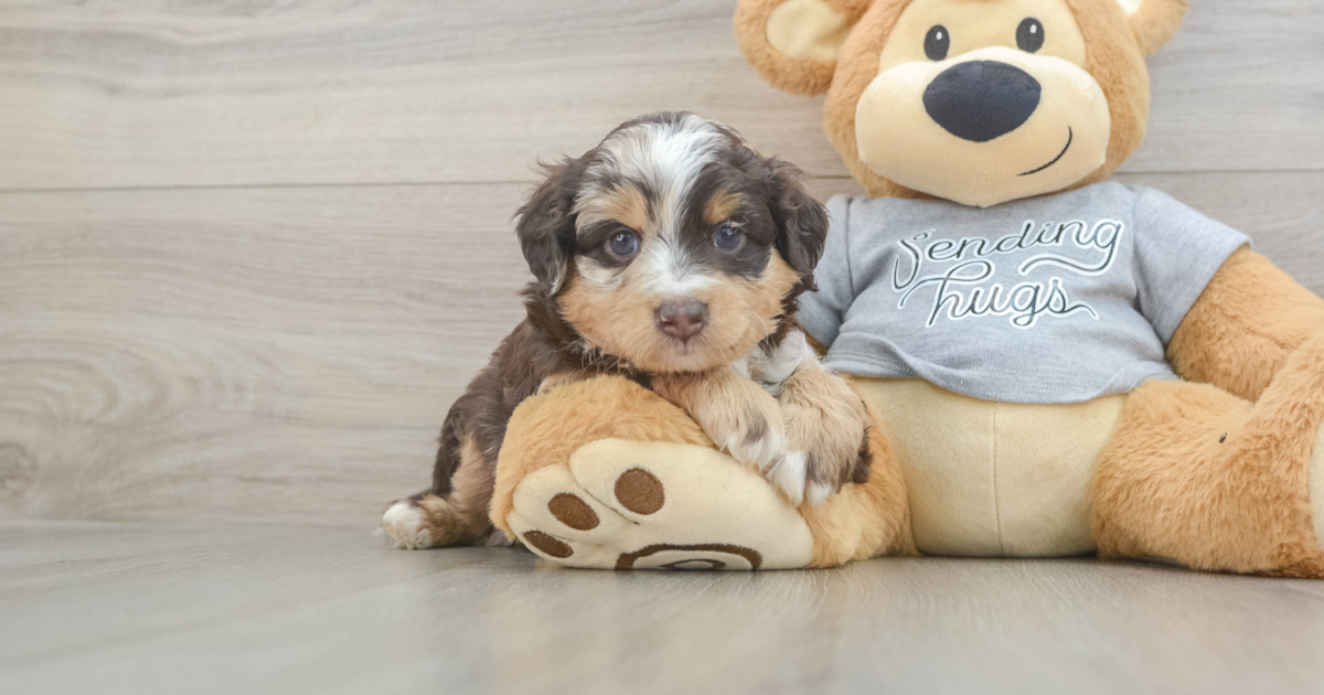 Playful Mini Aussiedoodle Homage: 6lb 6oz Doodle Puppy