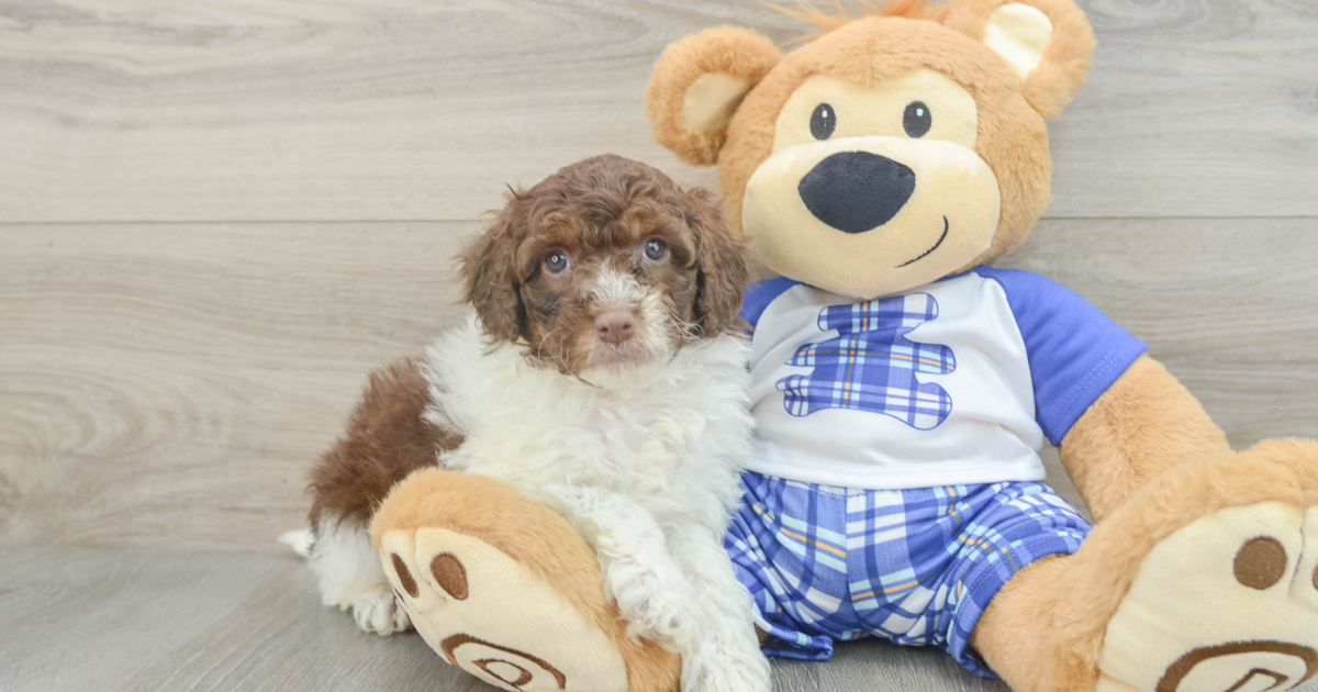 Adorable Mini Aussiedoodle Houdini: 5lb 12oz Doodle Puppy