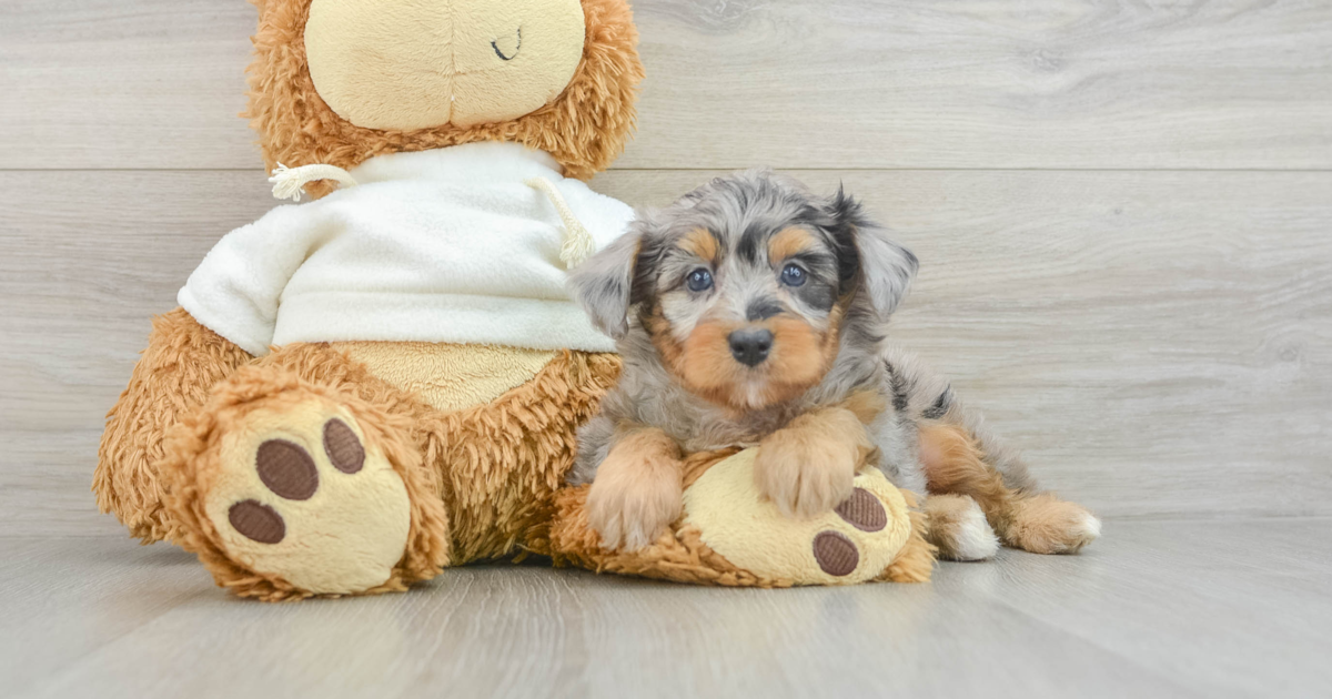 Fluffy Mini Aussiedoodle Houston: 6lb 6oz Doodle Puppy