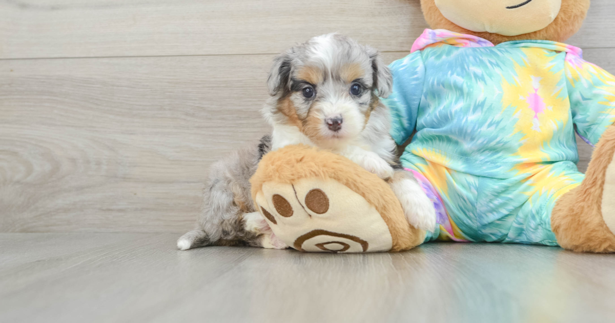 Petite Mini Aussiedoodle Hydrangea: 4lb 1oz Doodle Puppy