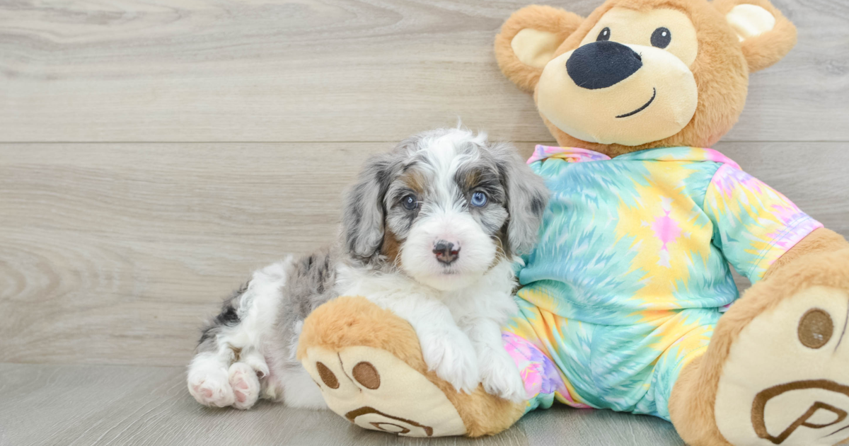 Adorable Mini Aussiedoodle Icon: 6lb 14oz Doodle Puppy