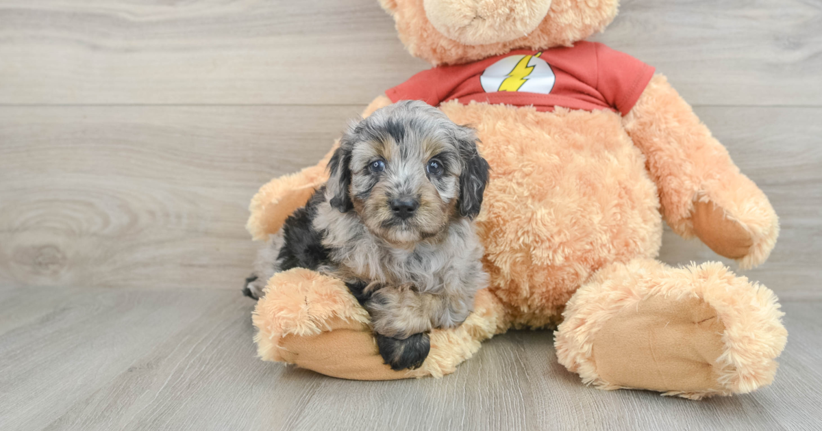 Playful Mini Aussiedoodle Indigo: 5lb 6oz Doodle Puppy