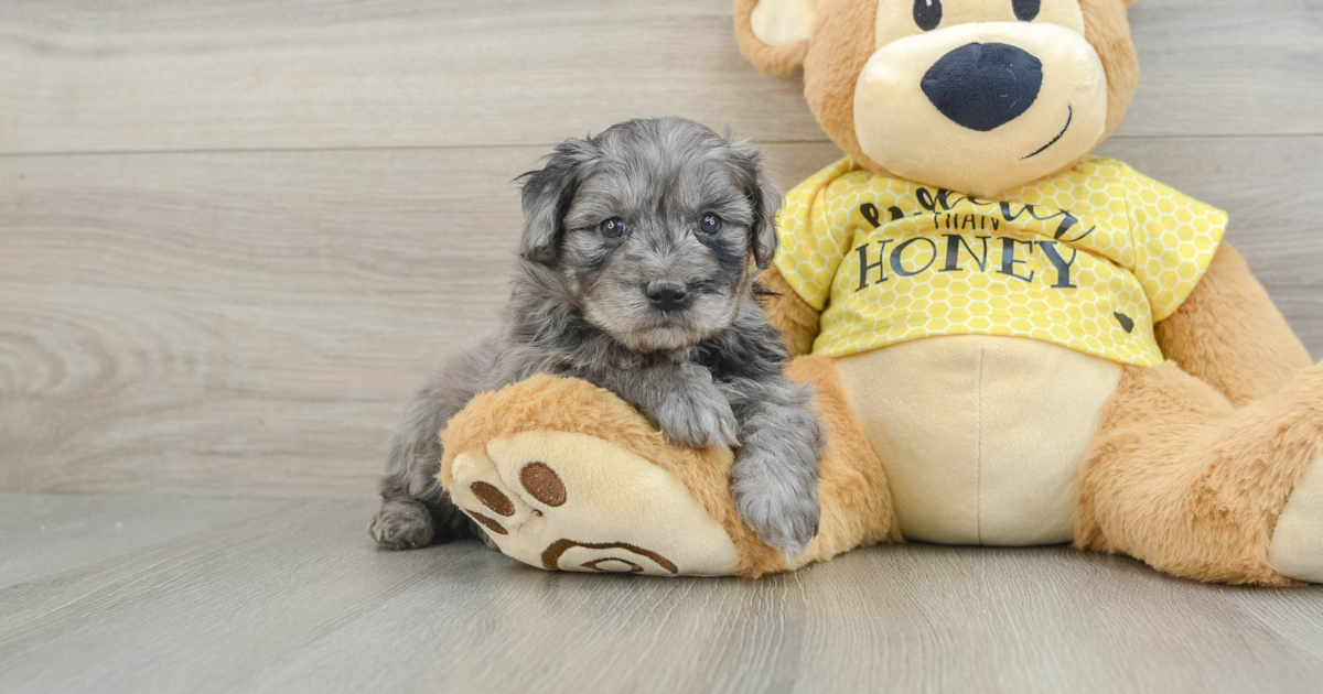 Fluffy Mini Aussiedoodle Indigo: 4lb 6oz Doodle Puppy