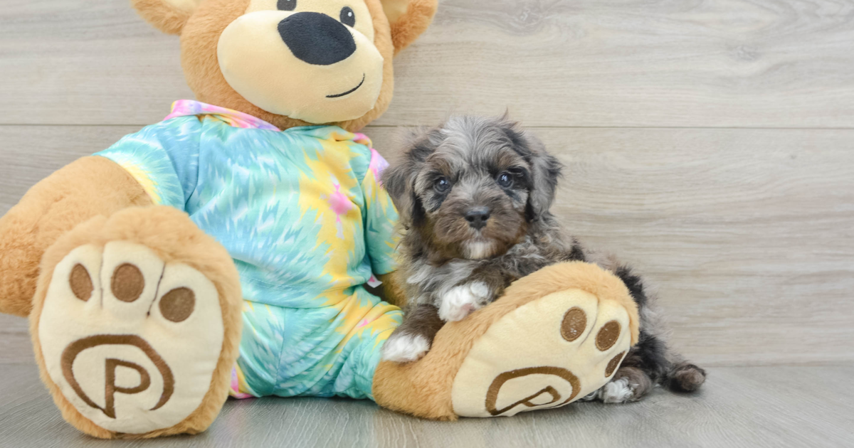 Sweet Mini Aussiedoodle Indigo: 4lb 5oz Doodle Puppy