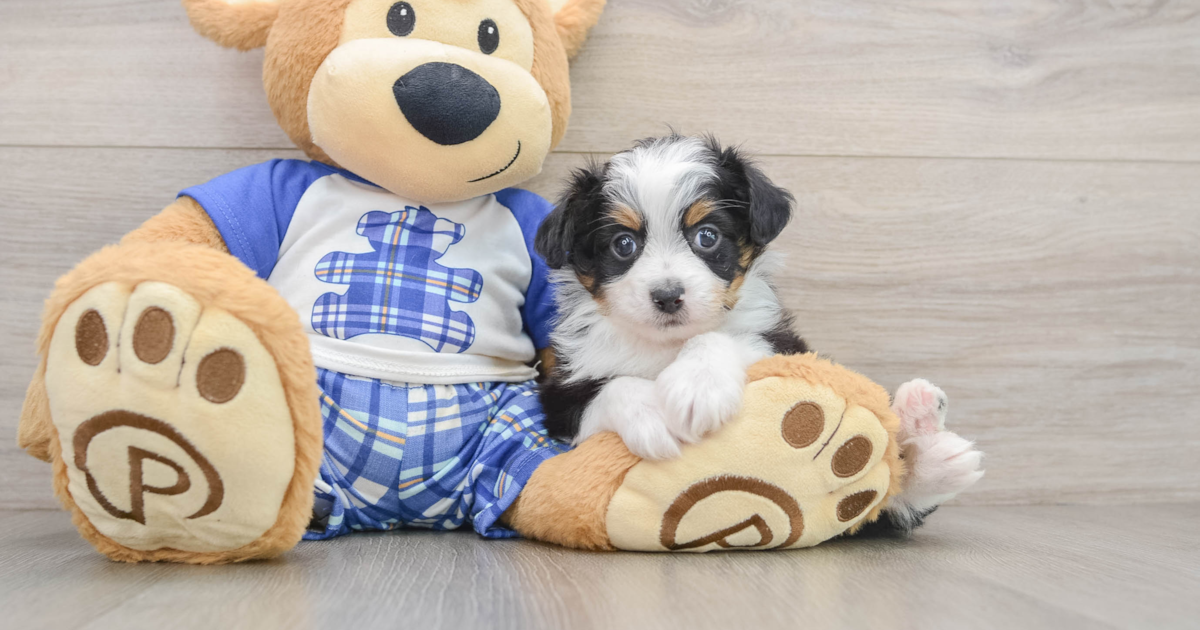 Energetic Mini Aussiedoodle Indigo: 2lb 15oz Doodle Puppy
