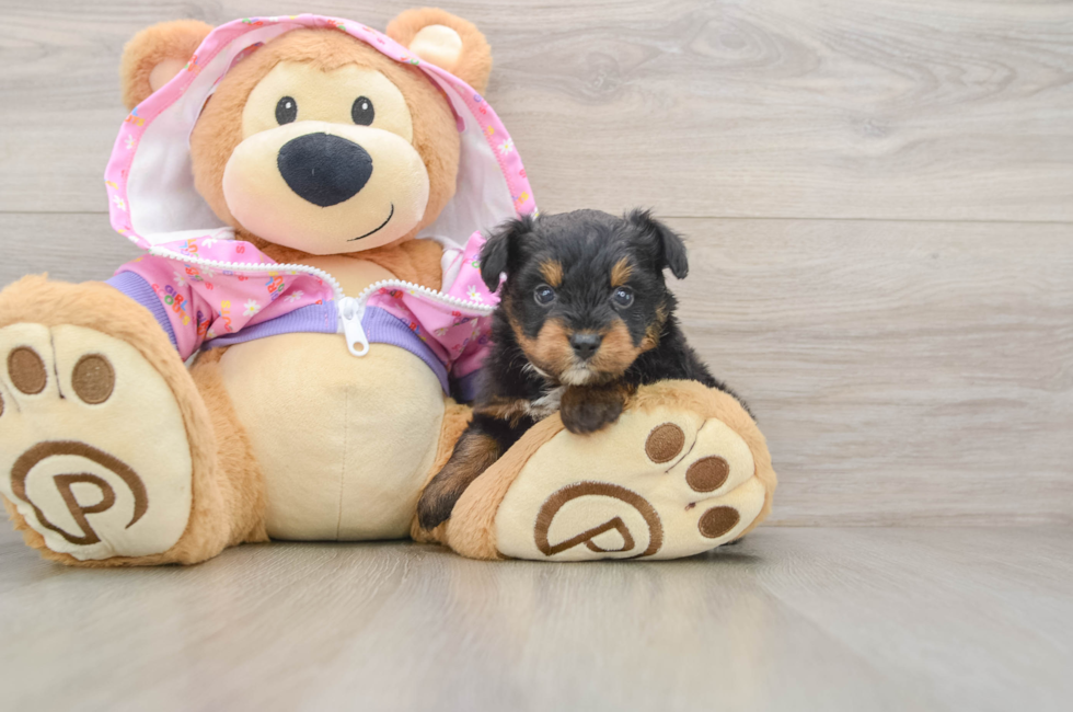 Mini Huskydoodle Puppies for Sale | Premier Pups