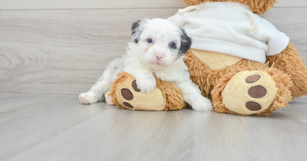 Smart Mini Aussiedoodle Isabella: 2lb 15oz Doodle Puppy