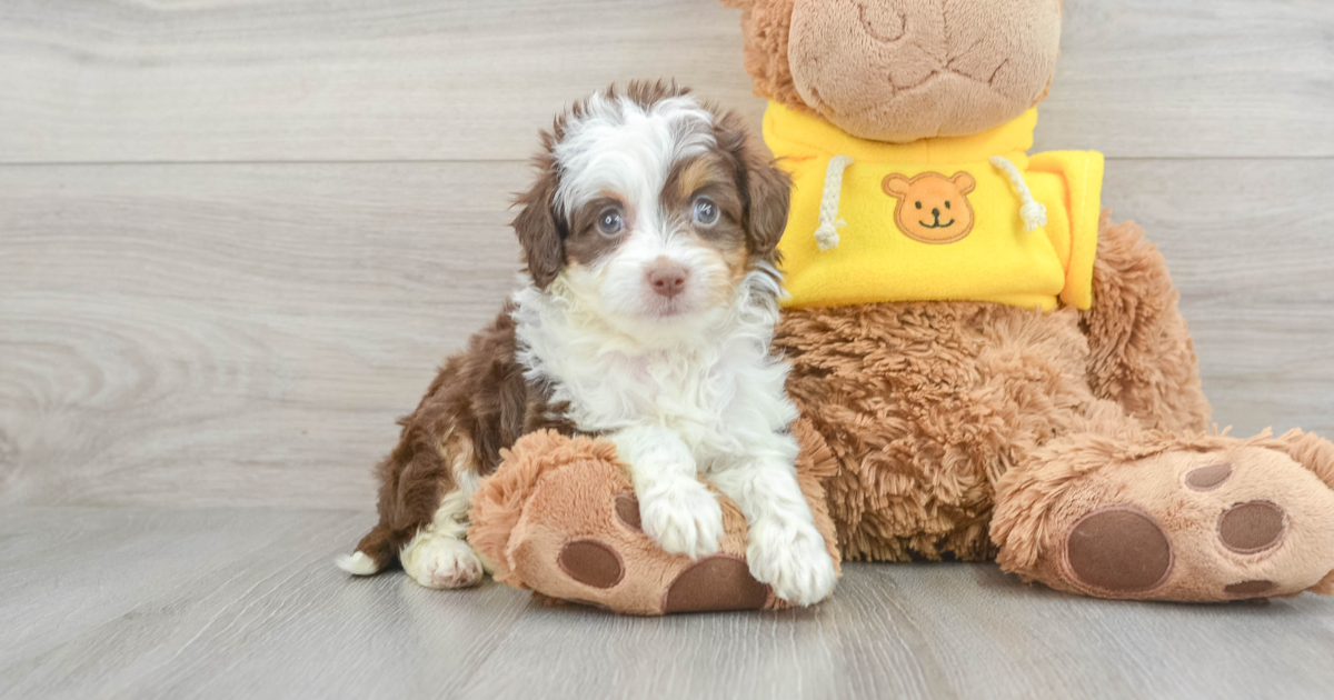 Fluffy Mini Aussiedoodle Isabella: 3lb 3oz Doodle Puppy