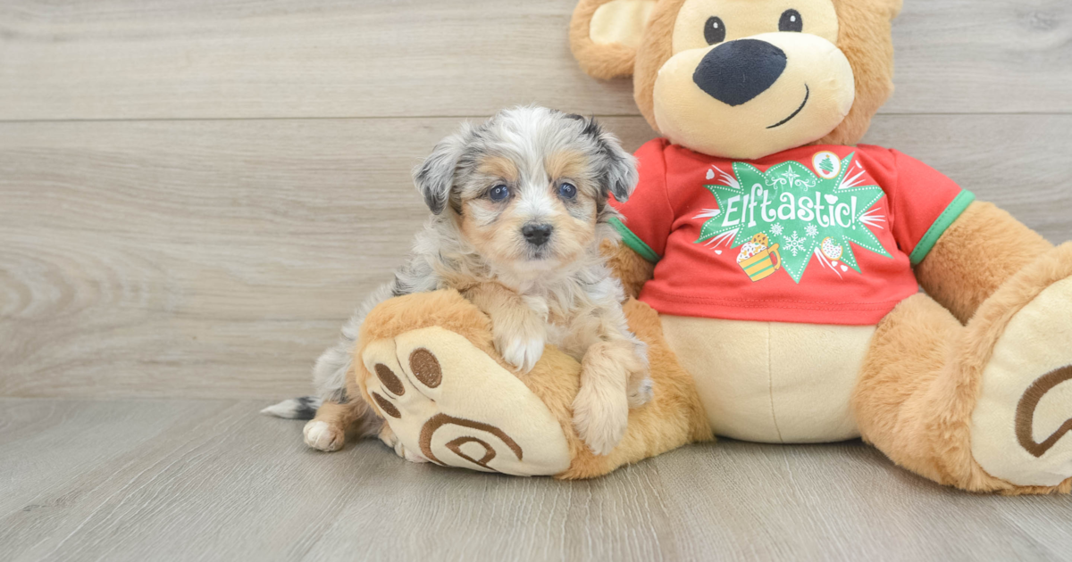 Energetic Mini Aussiedoodle Isabella: 2lb 15oz Doodle Puppy