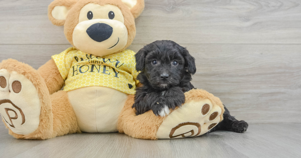 Cute Mini Aussiedoodle Isabella: 4lb 1oz Doodle Puppy