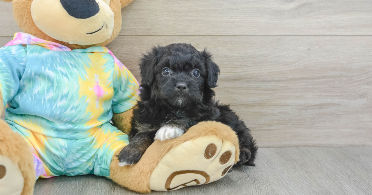 Funny Mini Aussiedoodle Isabella: 3lb 14oz Doodle Puppy
