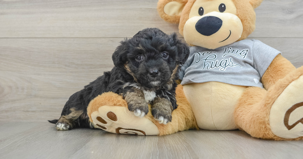 Funny Mini Aussiedoodle Jodi: 4lb 15oz Doodle Puppy