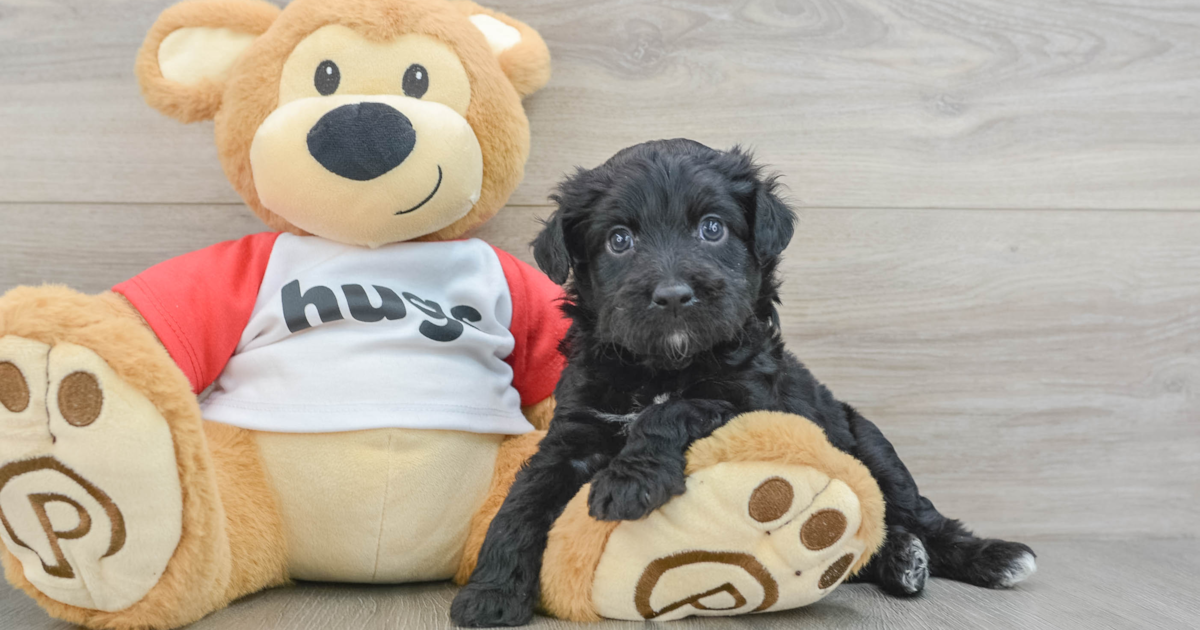 Small Mini Aussiedoodle Jon Snow: 6lb 12oz Doodle Puppy