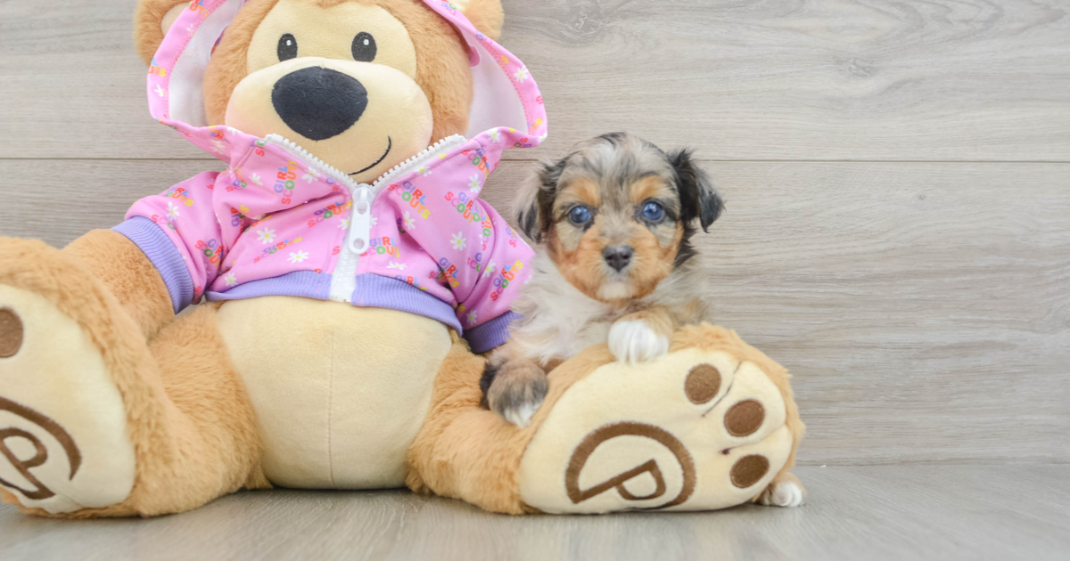 Small Mini Aussiedoodle Jon Snow: 2lb 10oz Doodle Puppy
