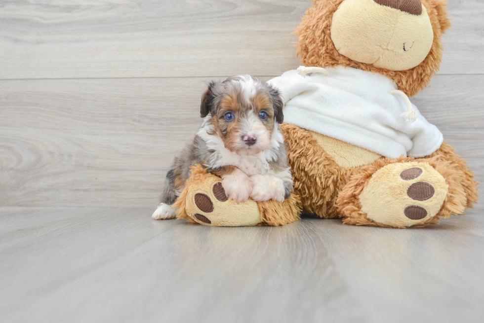 Happy Mini Aussiedoodle Kova: 2lb 15oz Doodle Puppy