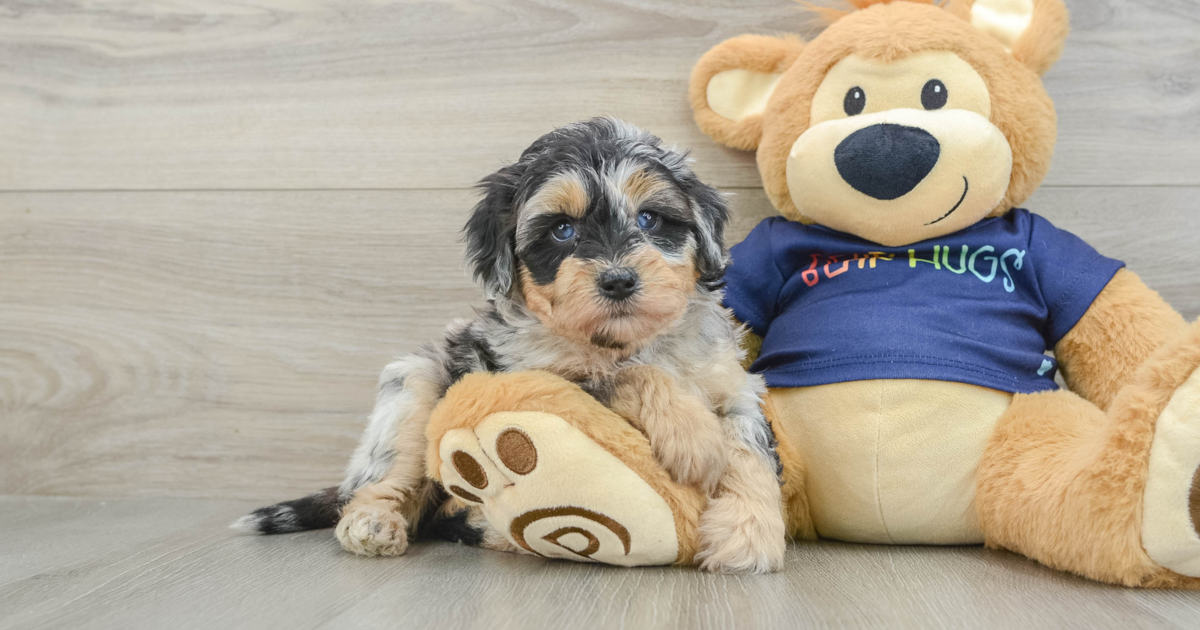 Friendly Mini Aussiedoodle Kova: 6lb 10oz Doodle Puppy