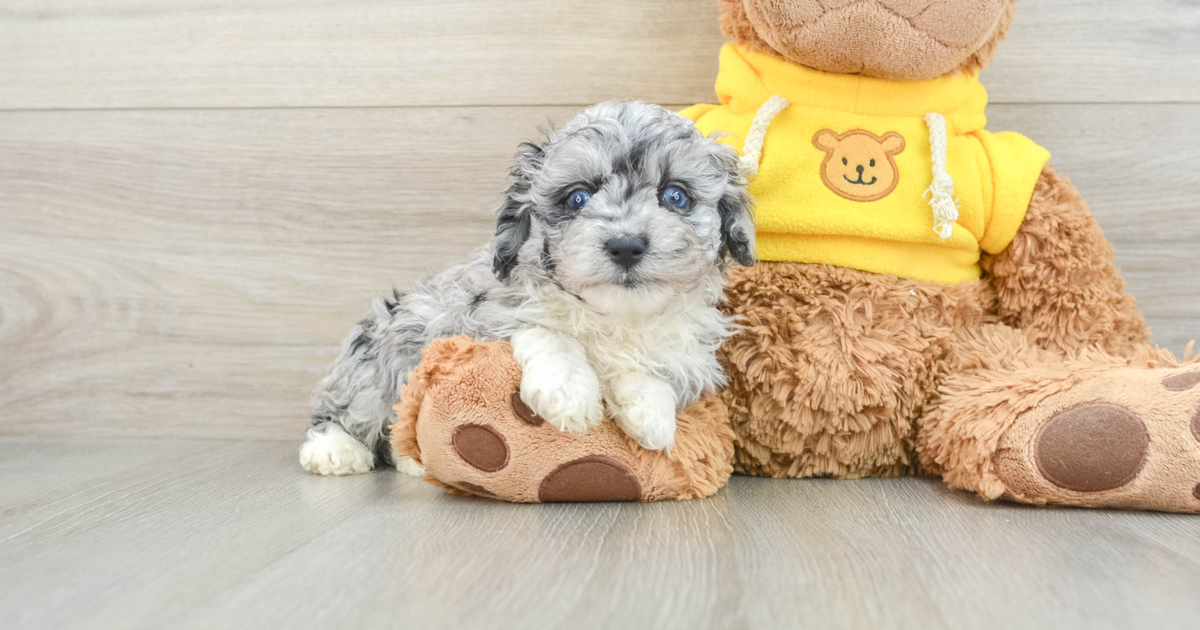 Sweet Mini Aussiedoodle Lightning: 3lb 7oz Doodle Puppy