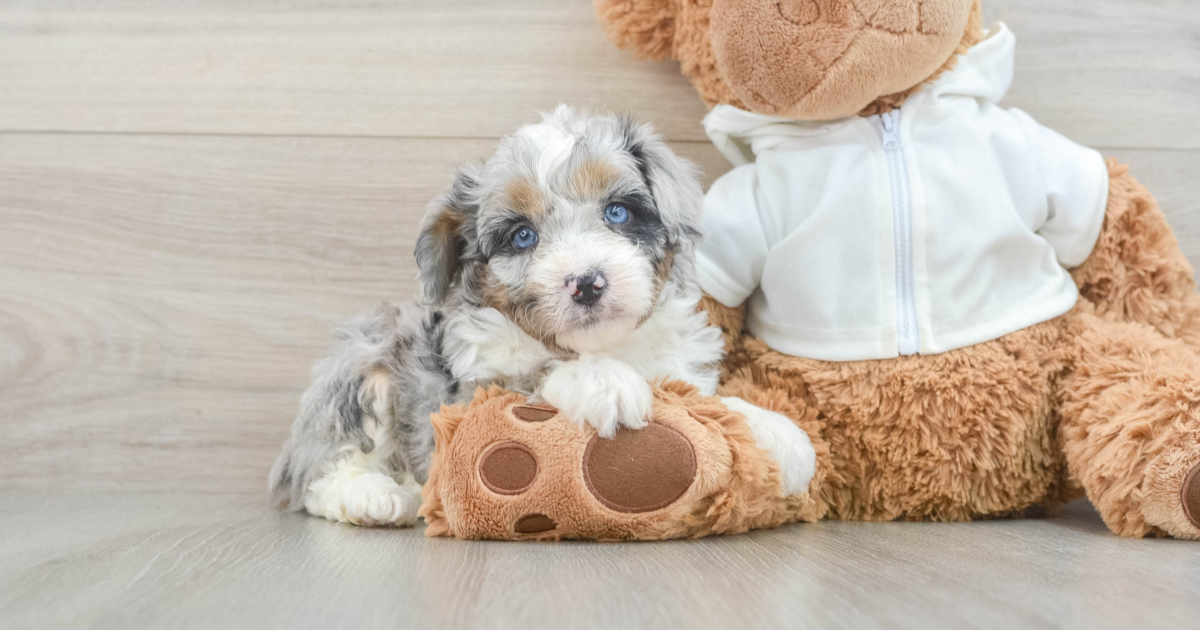 Popular Mini Aussiedoodle Lightning: 5lb 1oz Doodle Puppy