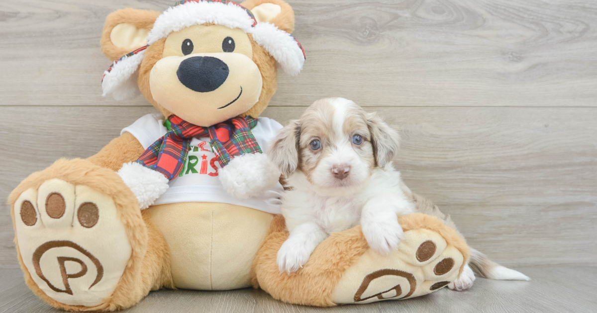 Friendly Mini Aussiedoodle Lightning: 5lb 4oz Doodle Puppy