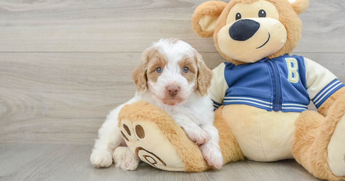 Playful Mini Aussiedoodle Lightning: 7lb 15oz Doodle Puppy