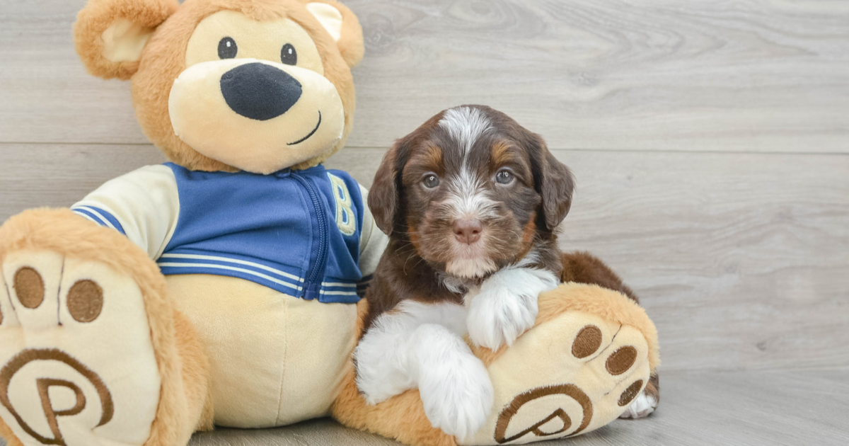 Playful Mini Aussiedoodle Lightning: 8lb 10oz Doodle Puppy