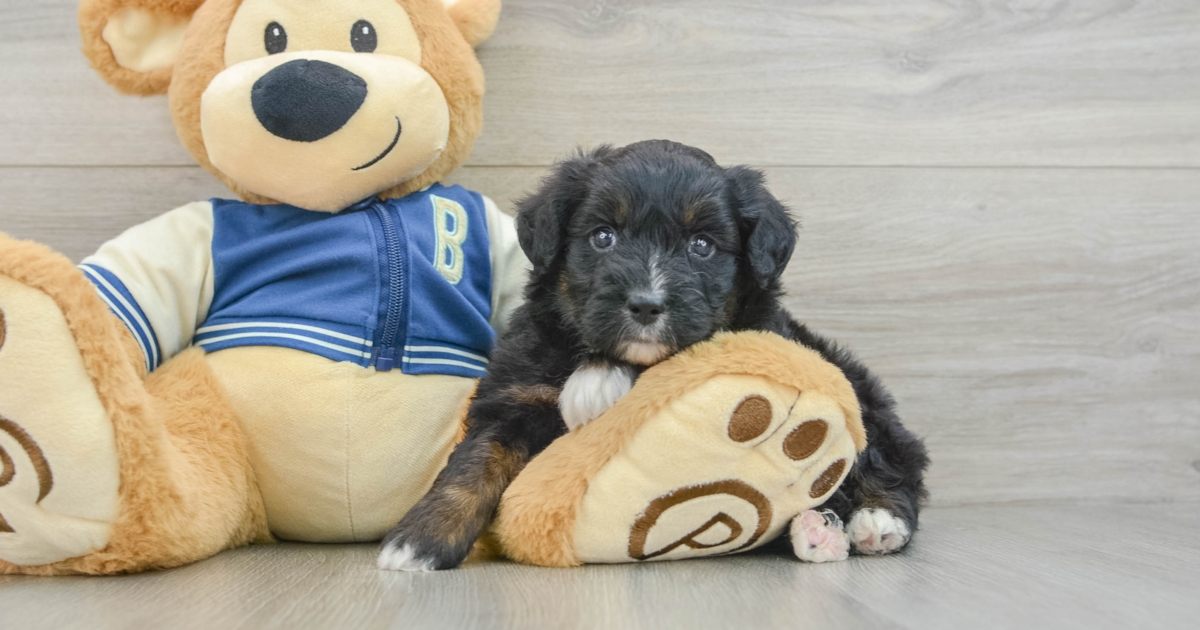 Cute Mini Aussiedoodle Lightning: 6lb 6oz Doodle Puppy