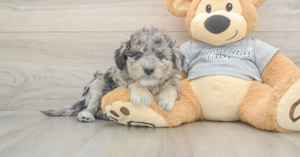 Petite Mini Aussiedoodle Lightning: 6lb 5oz Doodle Puppy