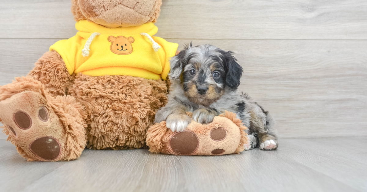 Petite Mini Aussiedoodle Maizy: 3lb 12oz Doodle Puppy