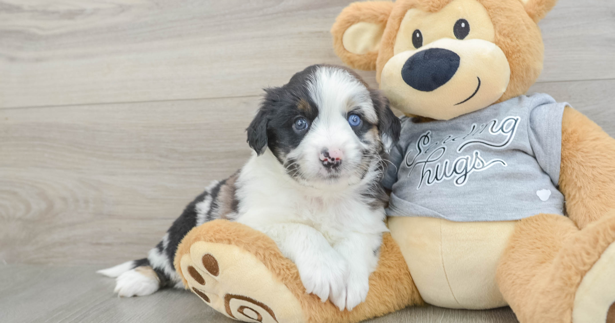 Adorable Mini Aussiedoodle Makita: 9lb 15oz Doodle Puppy