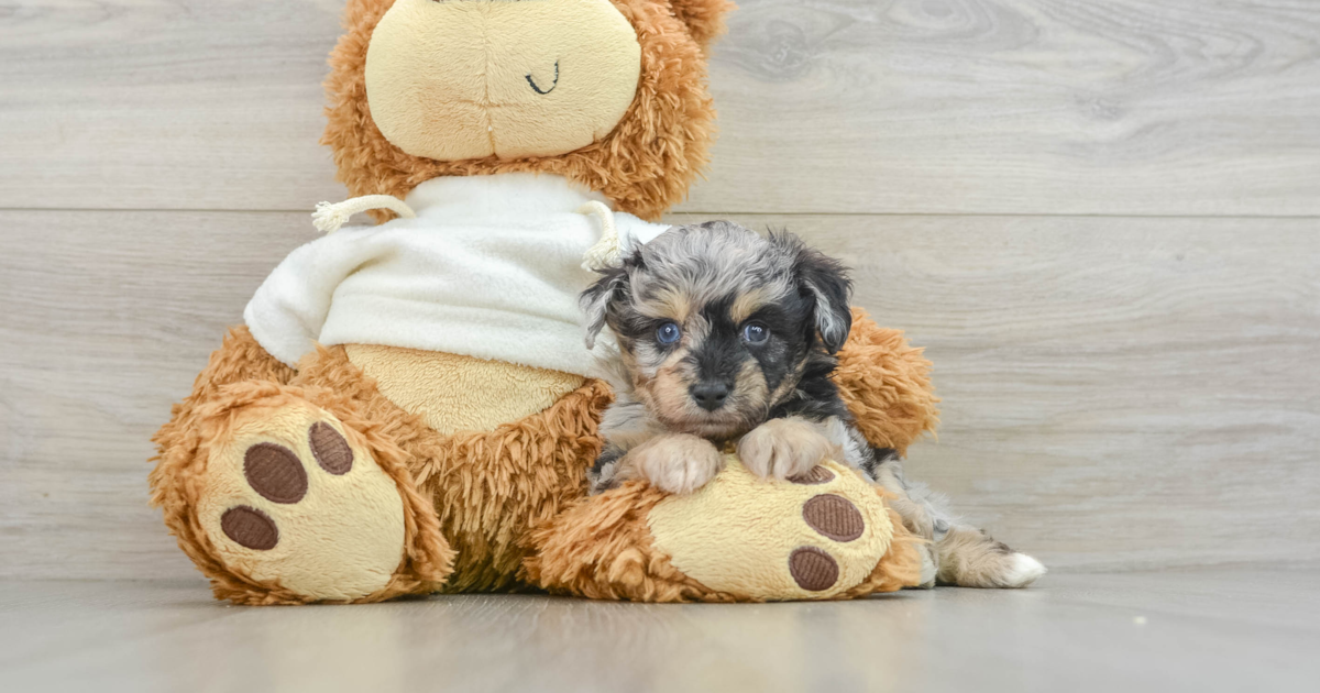Hypoallergenic Mini Aussiedoodle Mako: 3lb 10oz Doodle Puppy