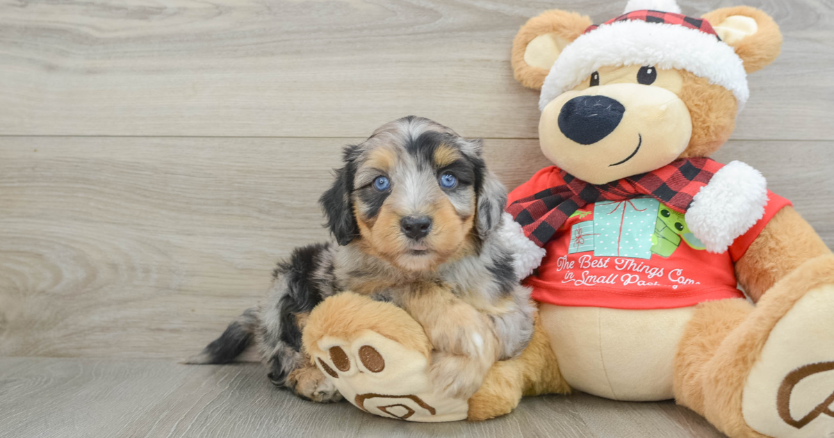 Little Mini Aussiedoodle Mako: 7lb 6oz Doodle Puppy