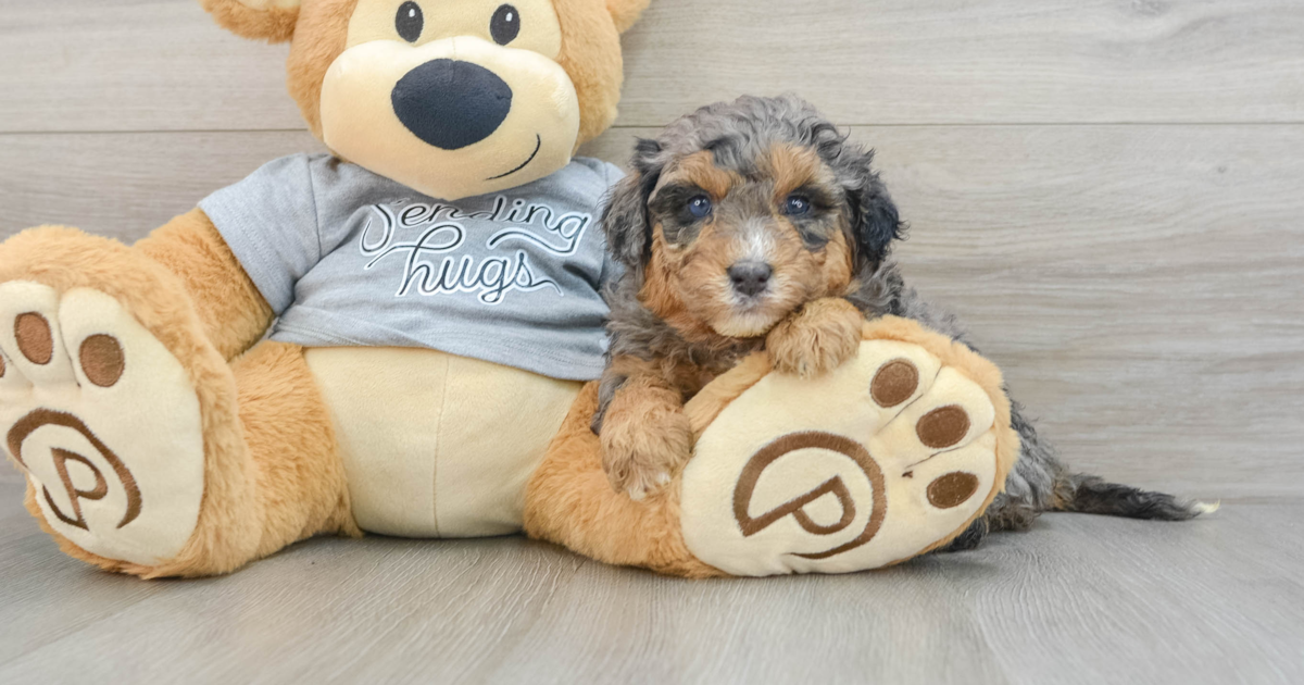 Funny Mini Aussiedoodle Mako: 9lb 3oz Doodle Puppy