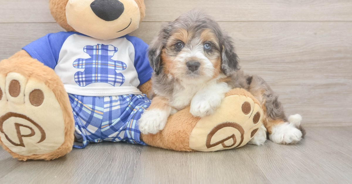 Hypoallergenic Mini Aussiedoodle Mako: 5lb 4oz Doodle Puppy