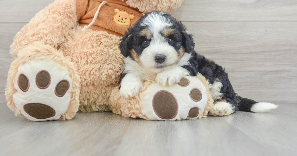 Adorable Mini Aussiedoodle Mary Lou: 5lb 4oz Doodle Puppy
