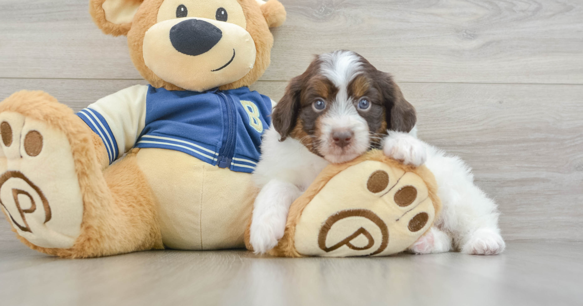 Funny Mini Aussiedoodle Mary Lou: 7lb 5oz Doodle Puppy