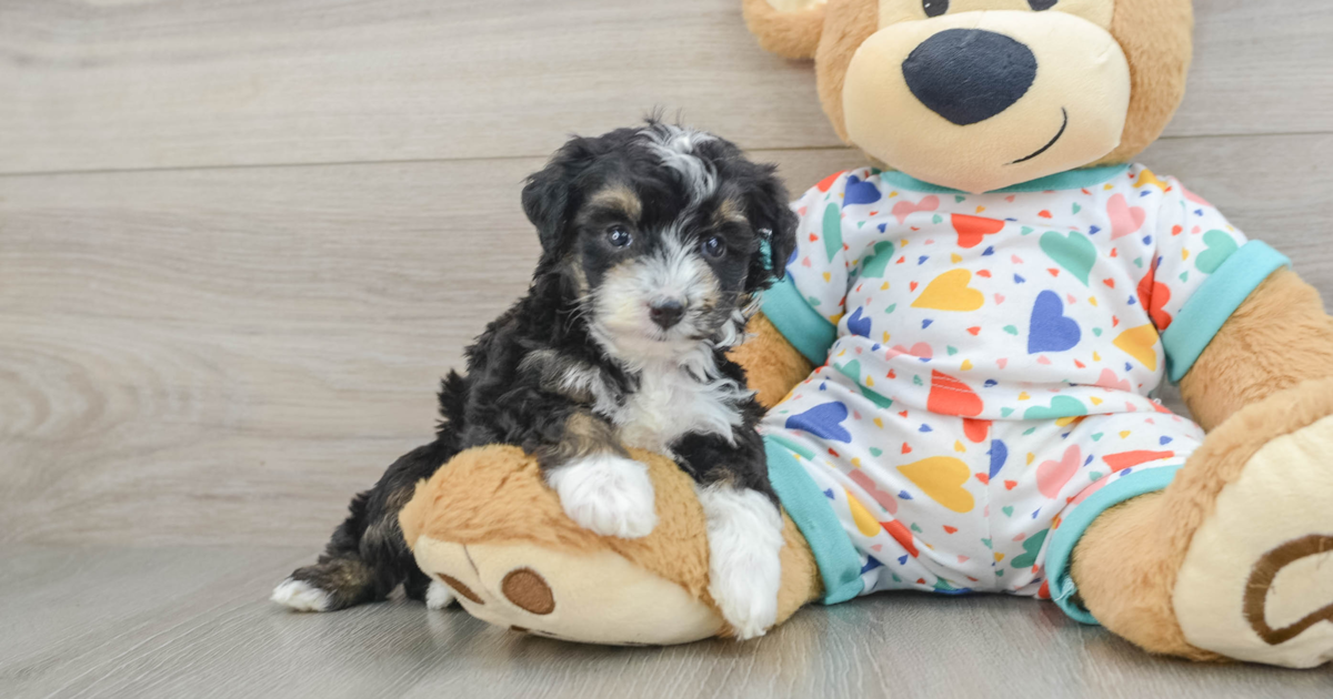 Energetic Mini Aussiedoodle Mary Lou: 2lb 3oz Doodle Puppy