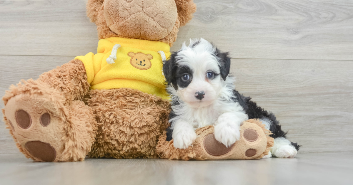 Funny Mini Aussiedoodle Neo: 3lb 11oz Doodle Puppy