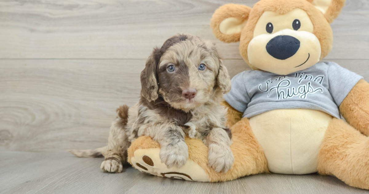 Friendly Mini Aussiedoodle Neo: 8lb 4oz Doodle Puppy