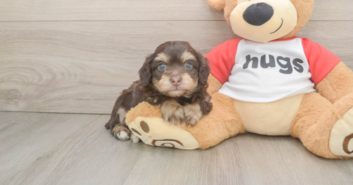 Smart Mini Aussiedoodle Neo: 4lb 0oz Doodle Puppy