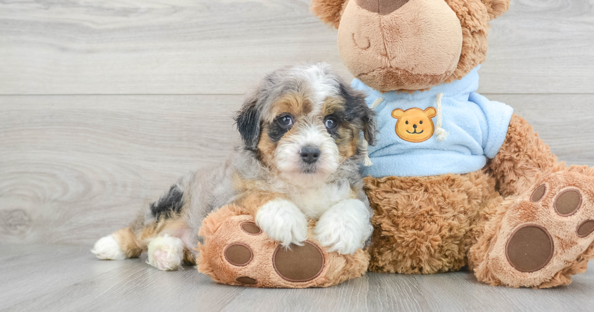 Cute Mini Aussiedoodle Nico: 6lb 11oz Doodle Puppy