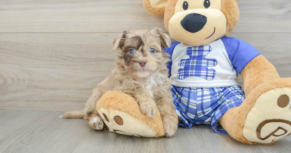Small Mini Aussiedoodle Nico: 2lb 8oz Doodle Puppy