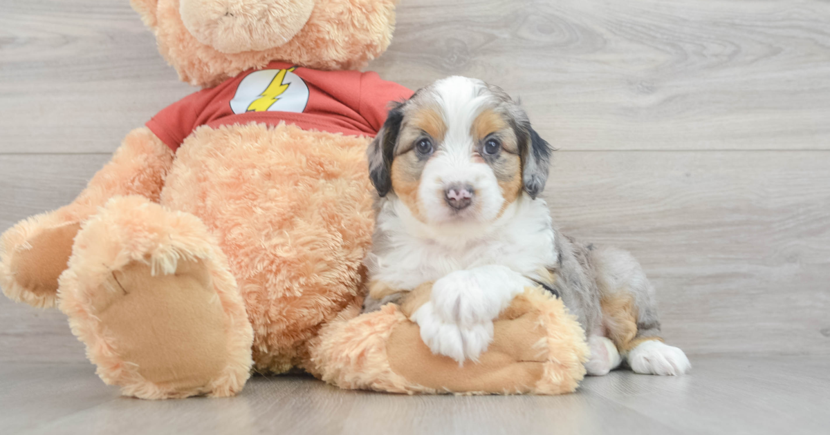 Popular Mini Aussiedoodle Nightingale: 8lb 15oz Doodle Puppy