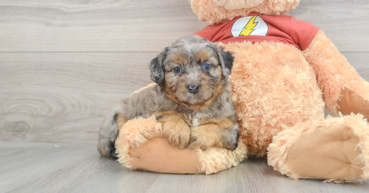 Happy Mini Aussiedoodle Norah: 6lb 7oz Doodle Puppy