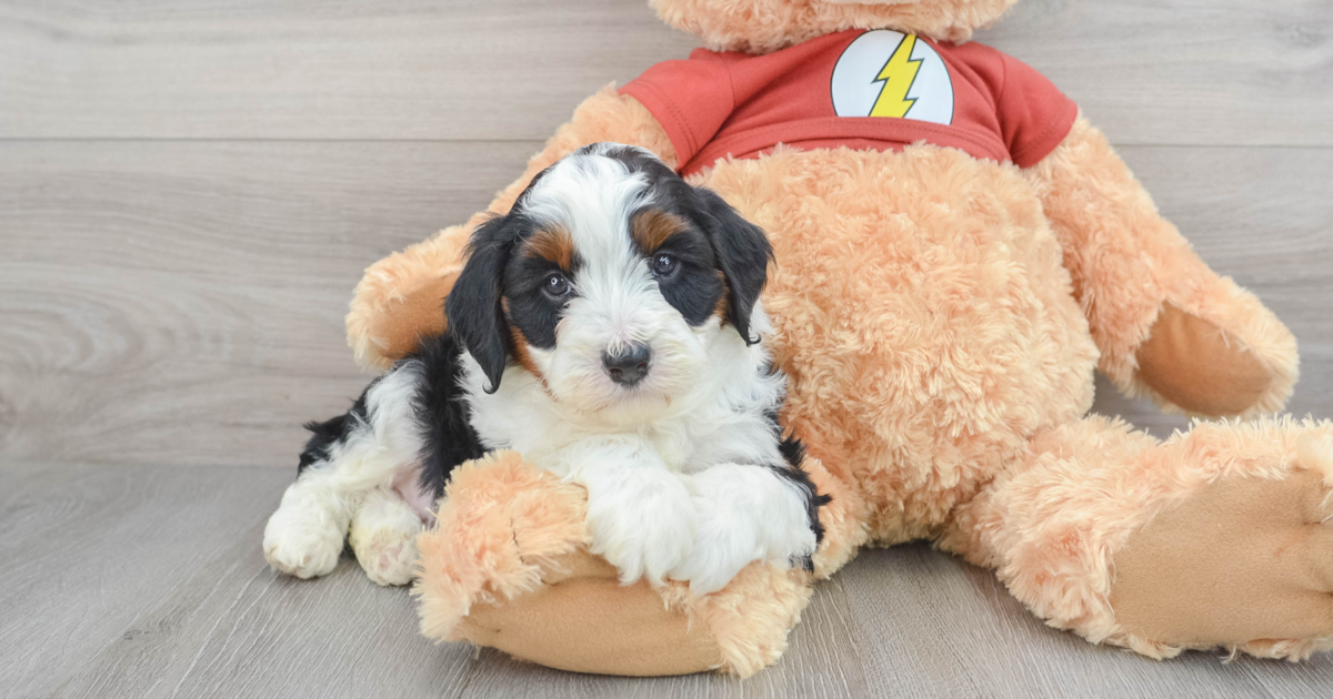 Little Mini Aussiedoodle Nox: 6lb 11oz Doodle Puppy