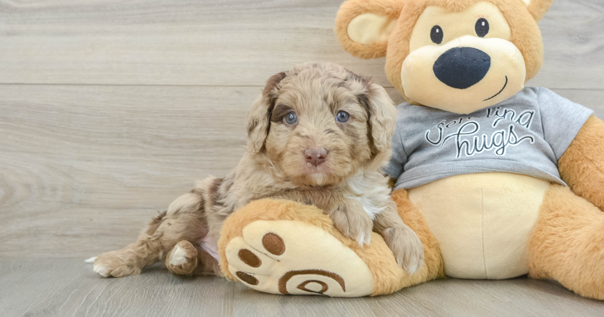 Fluffy Mini Aussiedoodle Nox: 8lb 3oz Doodle Puppy