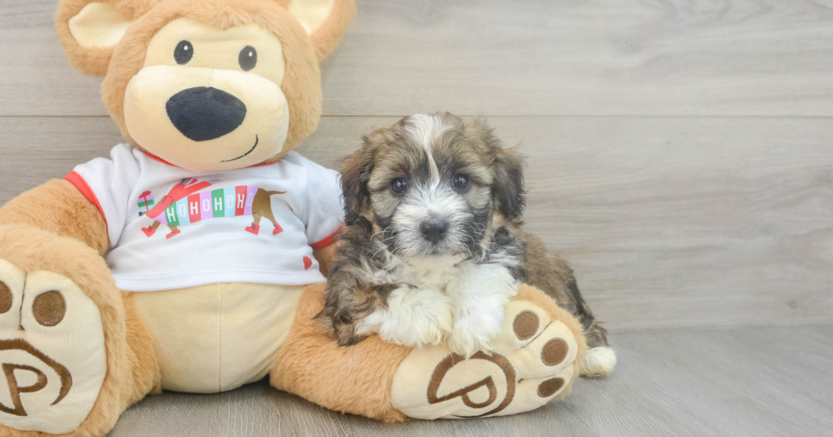 Playful Mini Aussiedoodle Obi Wan: 6lb 4oz Doodle Puppy